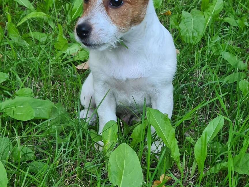 Очаровательные малыш Макс