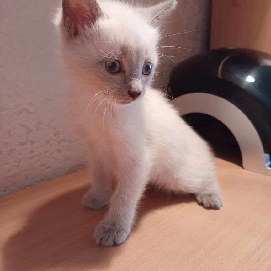 Кошкчка ищет дом