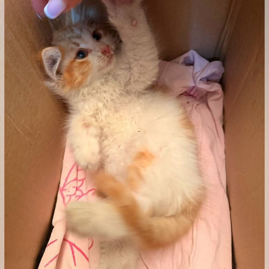 Котёнок в добрые руки
