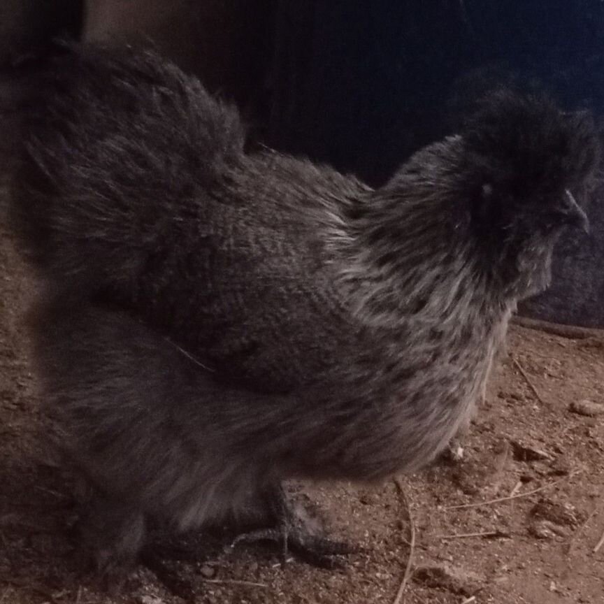 Инкубационное яйцо микс