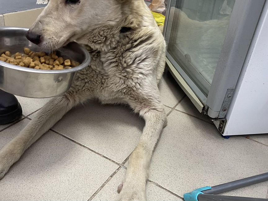 Найдена собака