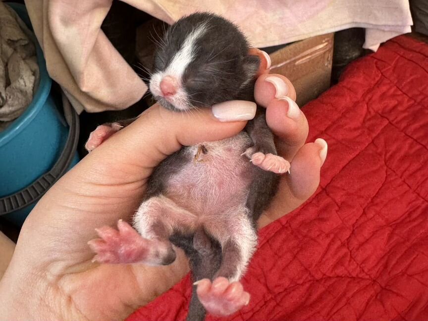 Котенок в добрые руки