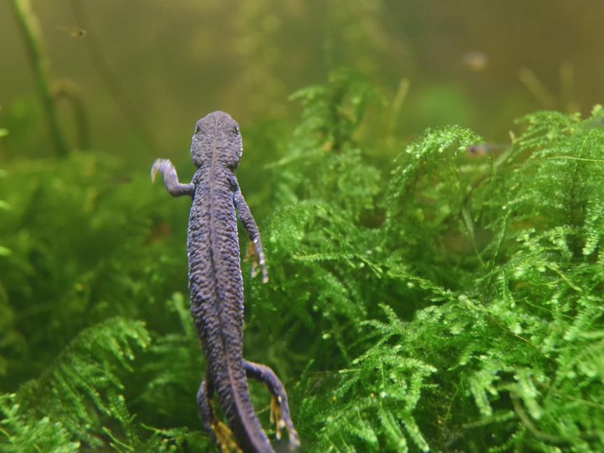 Тритоны аквариумные черные