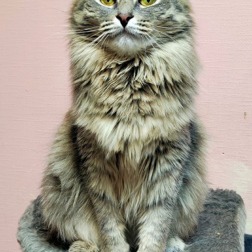 Смешная кошка ищет дом