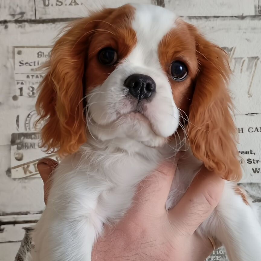 Кавалер кинг-чарльз-спаниель, щенок