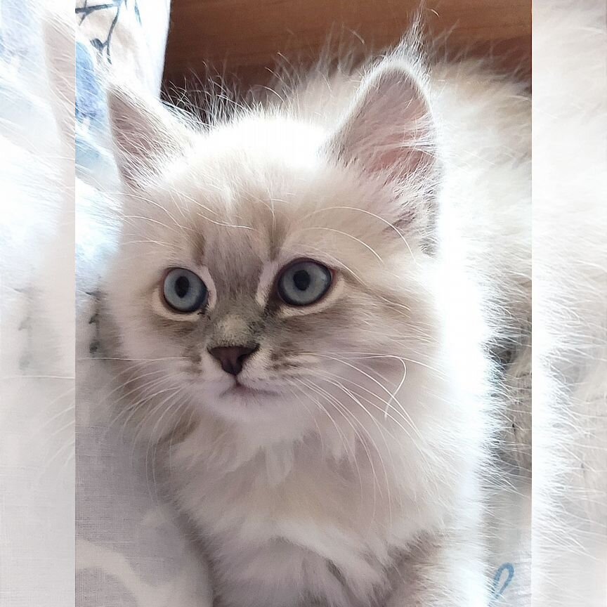 Невский маскарадный котик