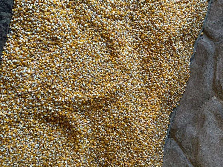 Кукуруза зерно