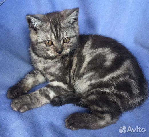 Шотландские котята