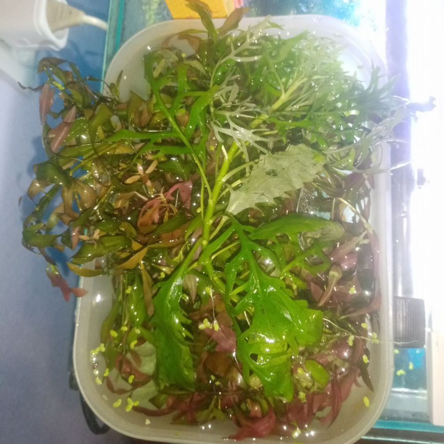 Растение в аквариум не прополка 30.11