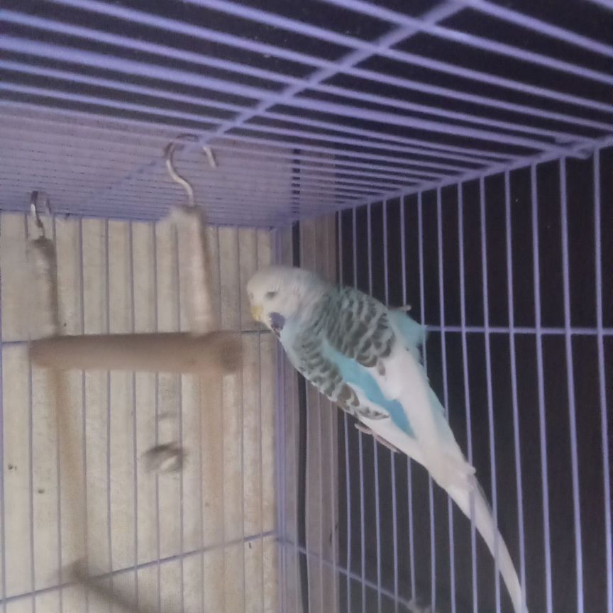 Получех девочка