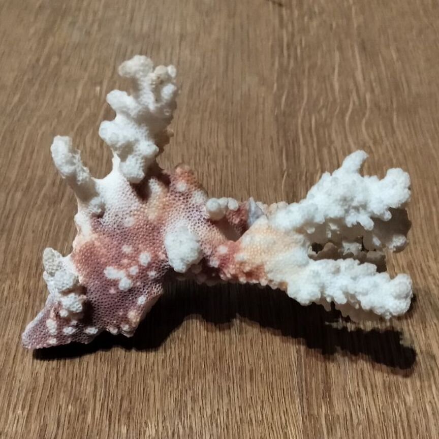 Ракушки и кораллы