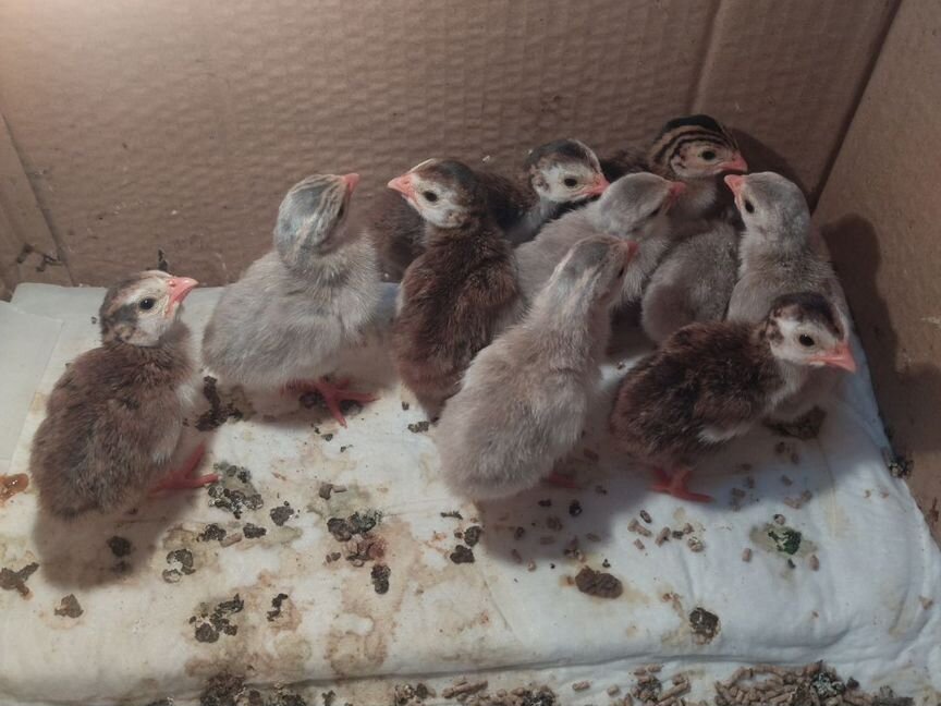 Цыплята цесарки