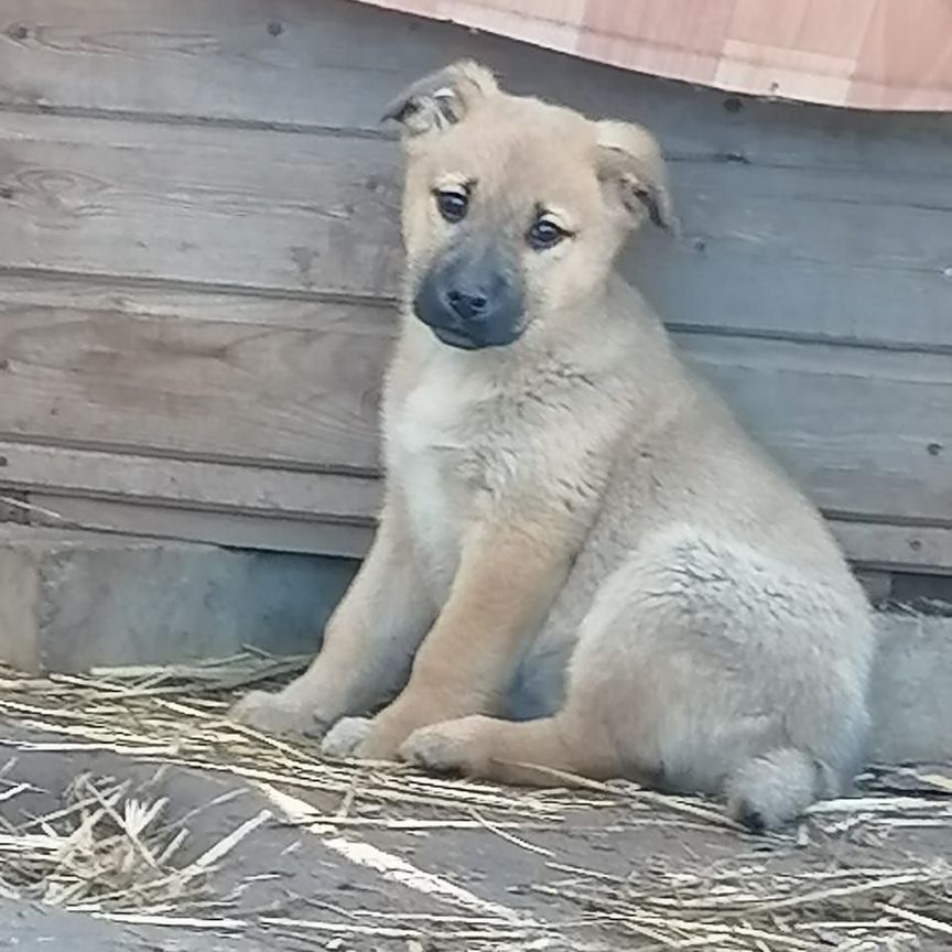 На платные передержке нужны добрые ручки