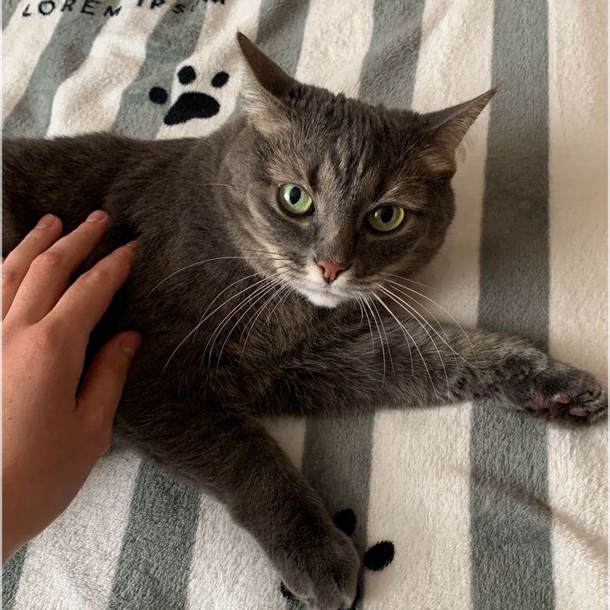 Кошка Буся