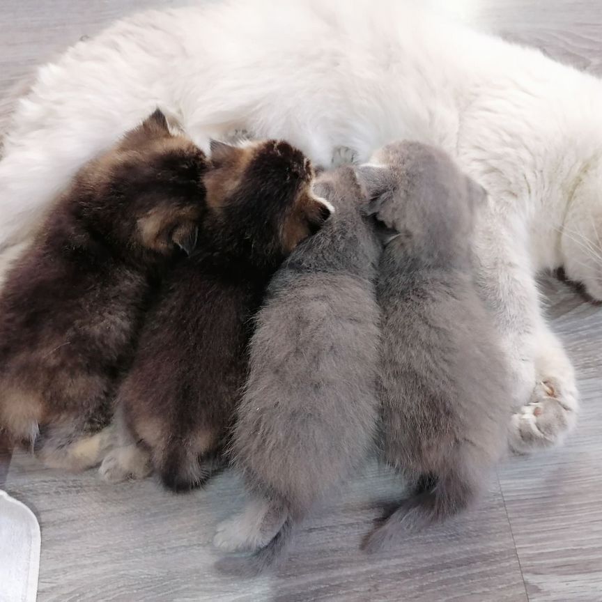 Шотландские котята