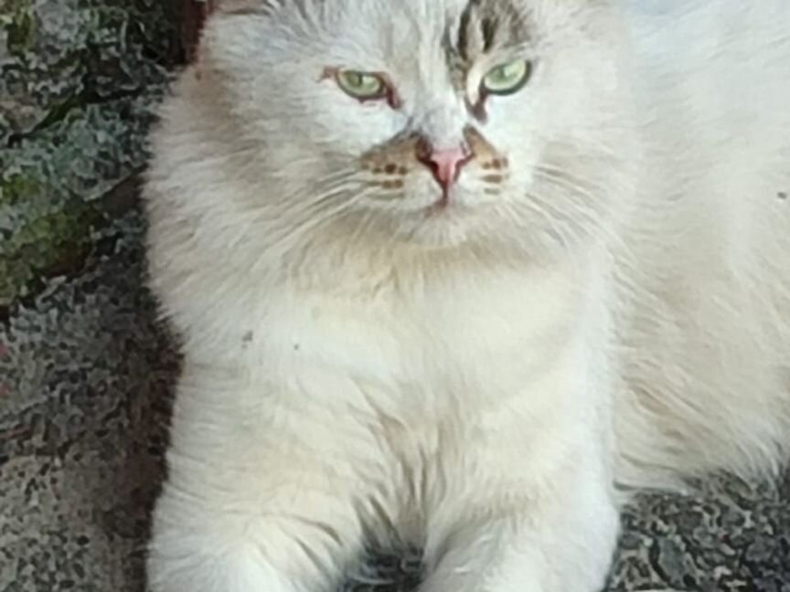Кошка