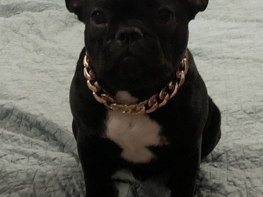 Французский бульдог