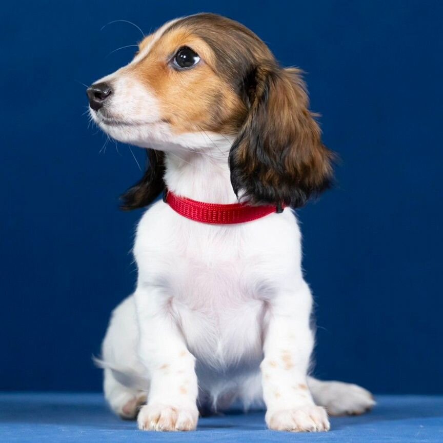 Карликовая такса, щенок