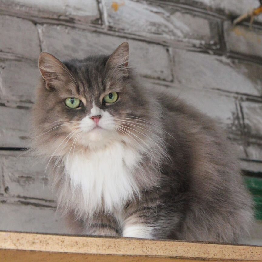 Кошечка Ася стерилизована, в добрые руки