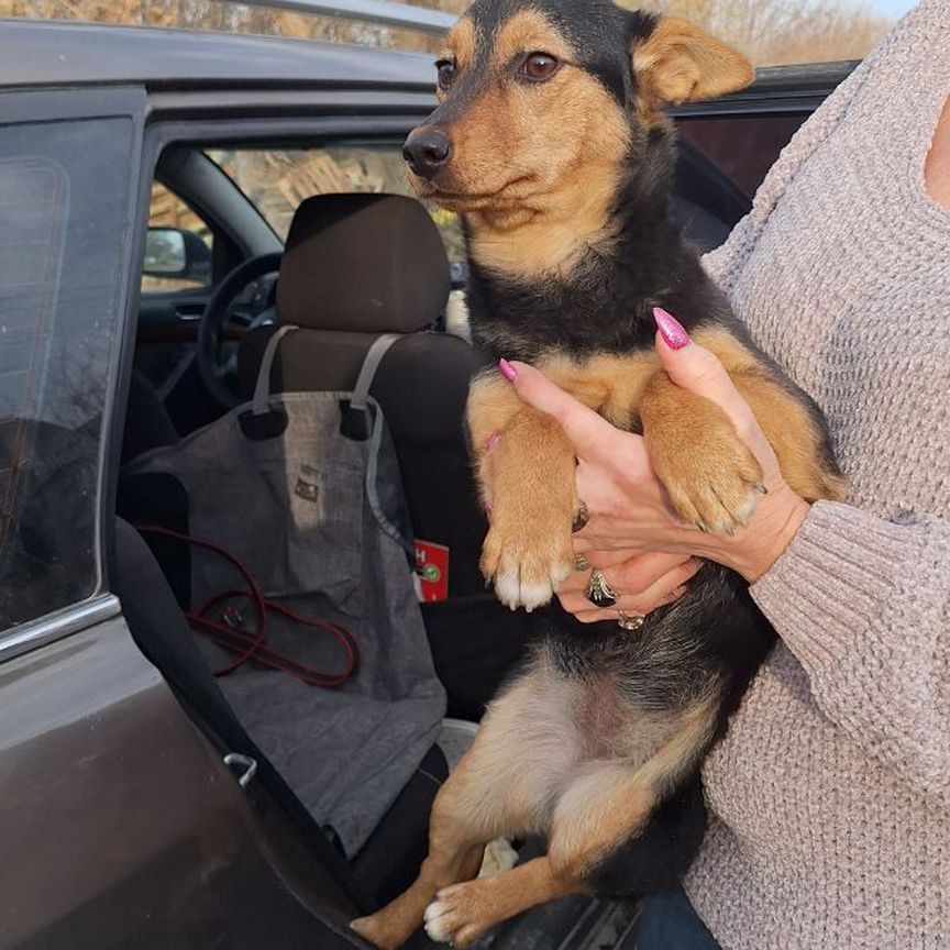 Взрослая собака в добрые руки