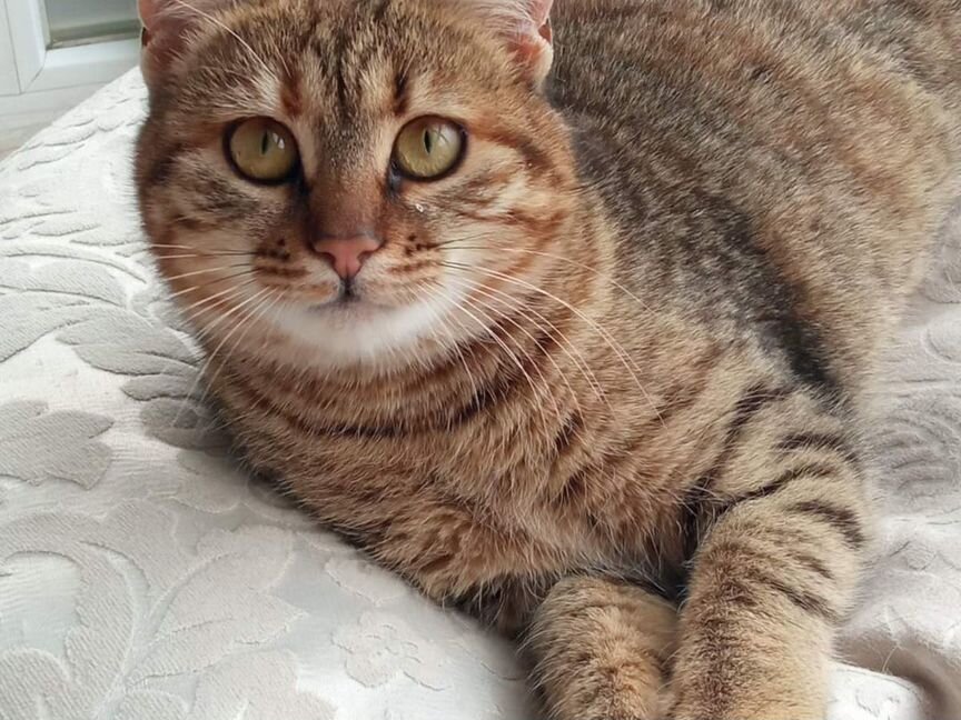 Кошечка Рыся ищем семью