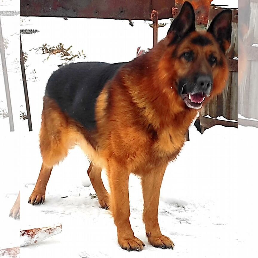 Немецкая овчарка, щенок