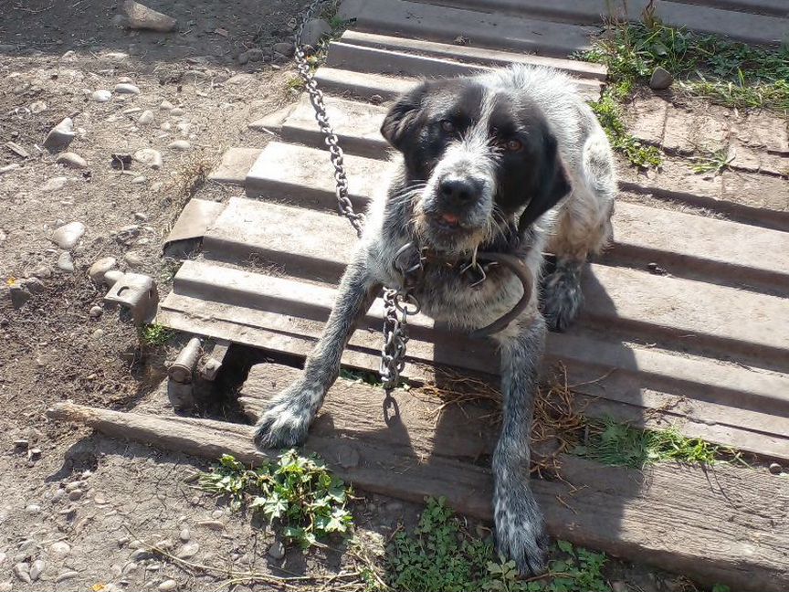 Случка кабел немецкий дархар