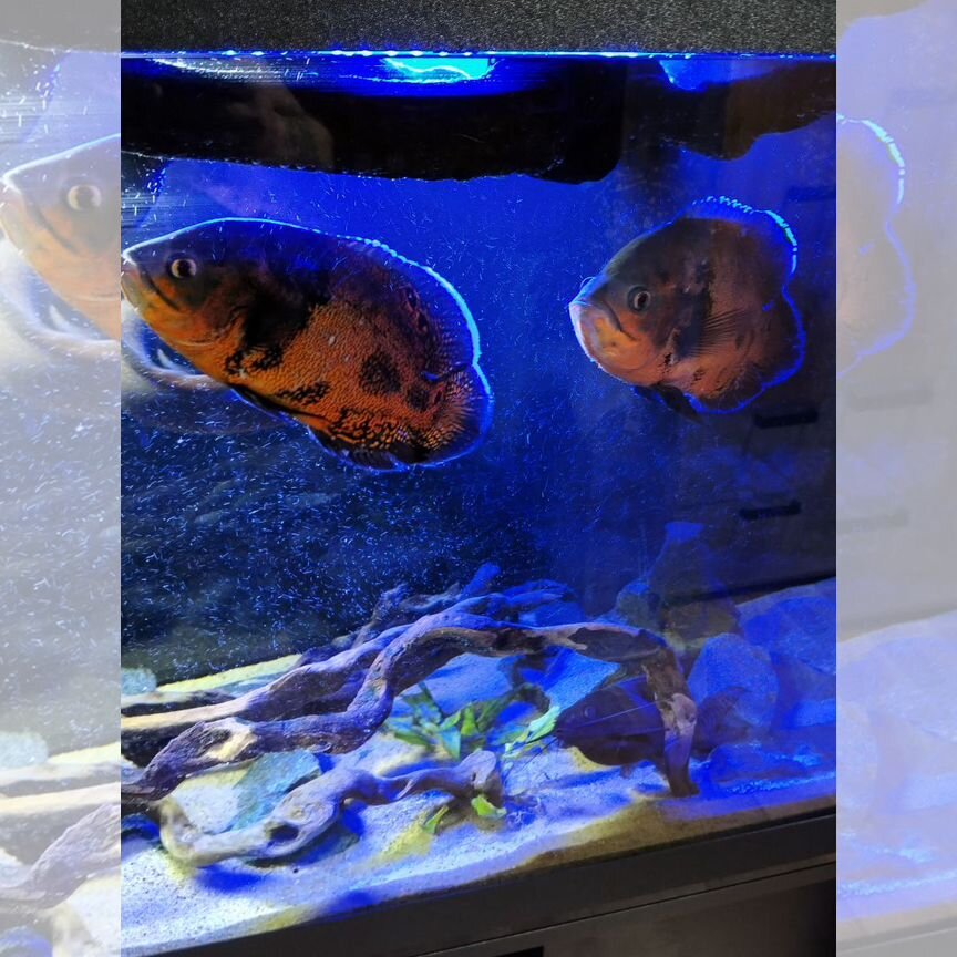 Астронотус глазчтый(пара)