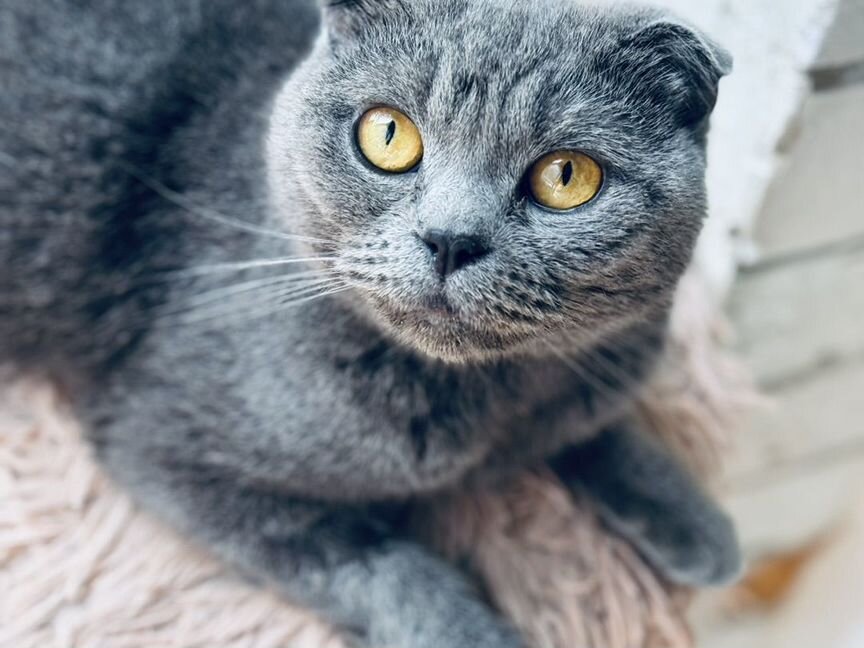 Кошка стерилизованная в добрые руки