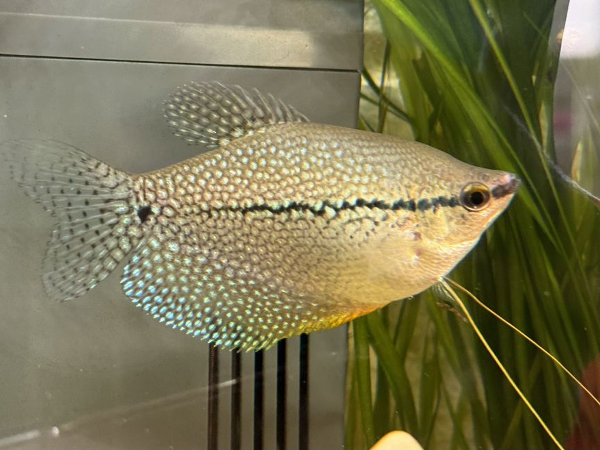 Гурами жемчужный