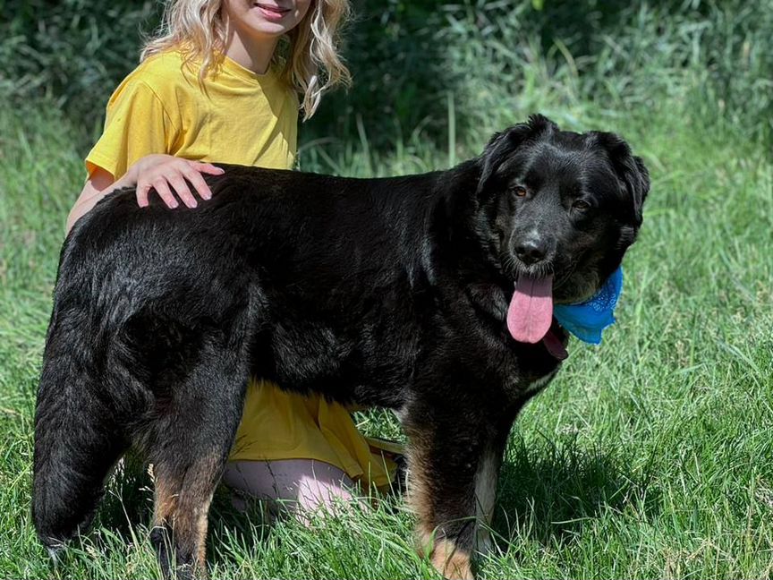 Паула- добрая собака ищет семью