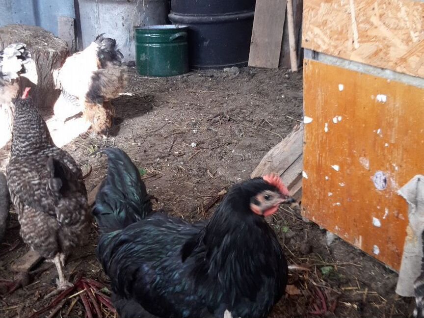 Куры петухи