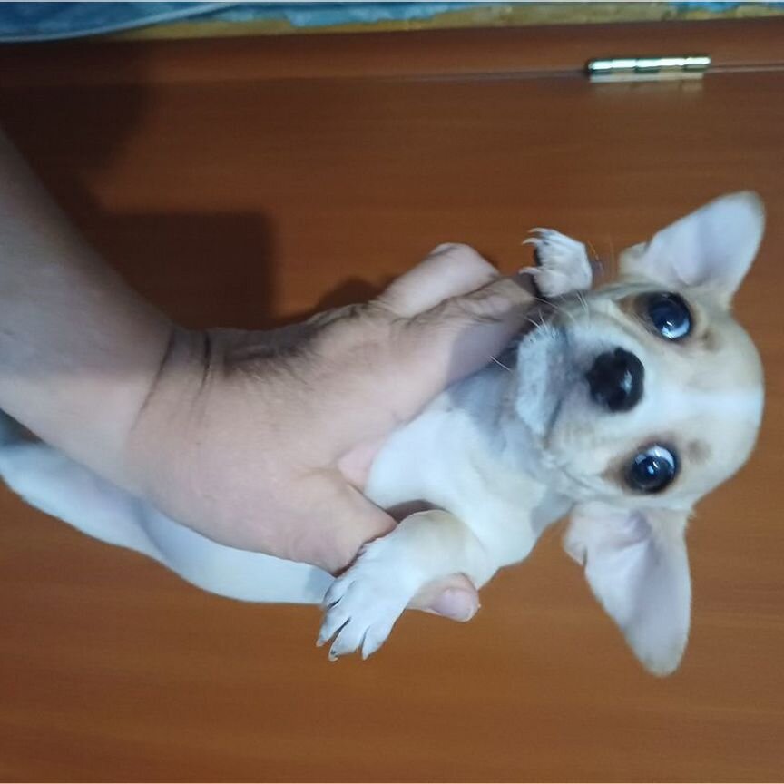 Качественные щенки мини той терьера разного пола