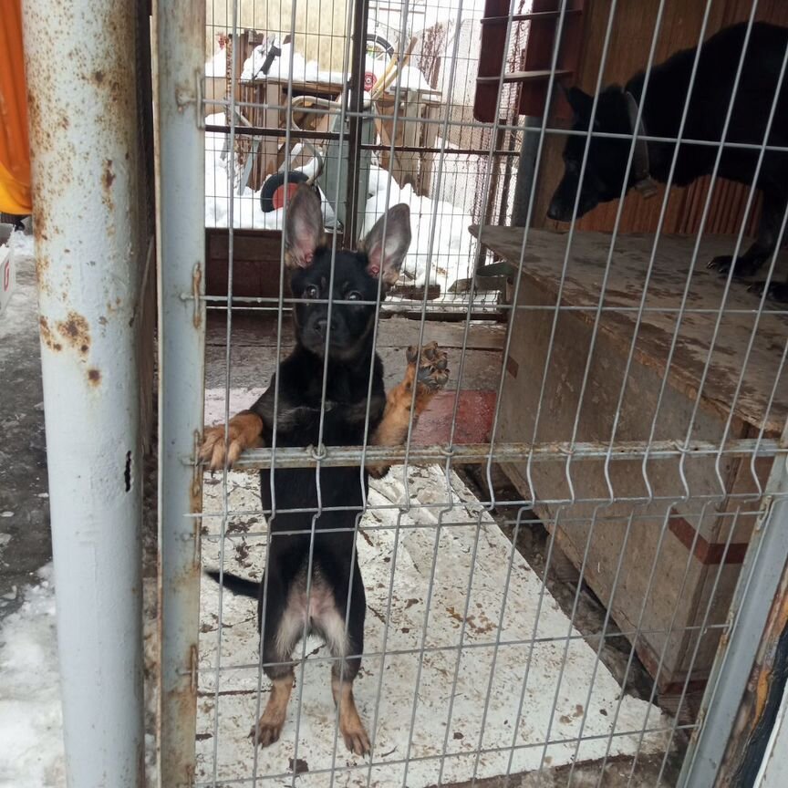 Щенок в добрые руки бесплатно