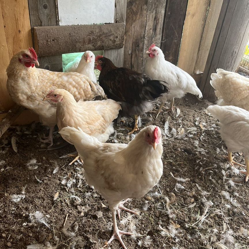 Молодые петухи