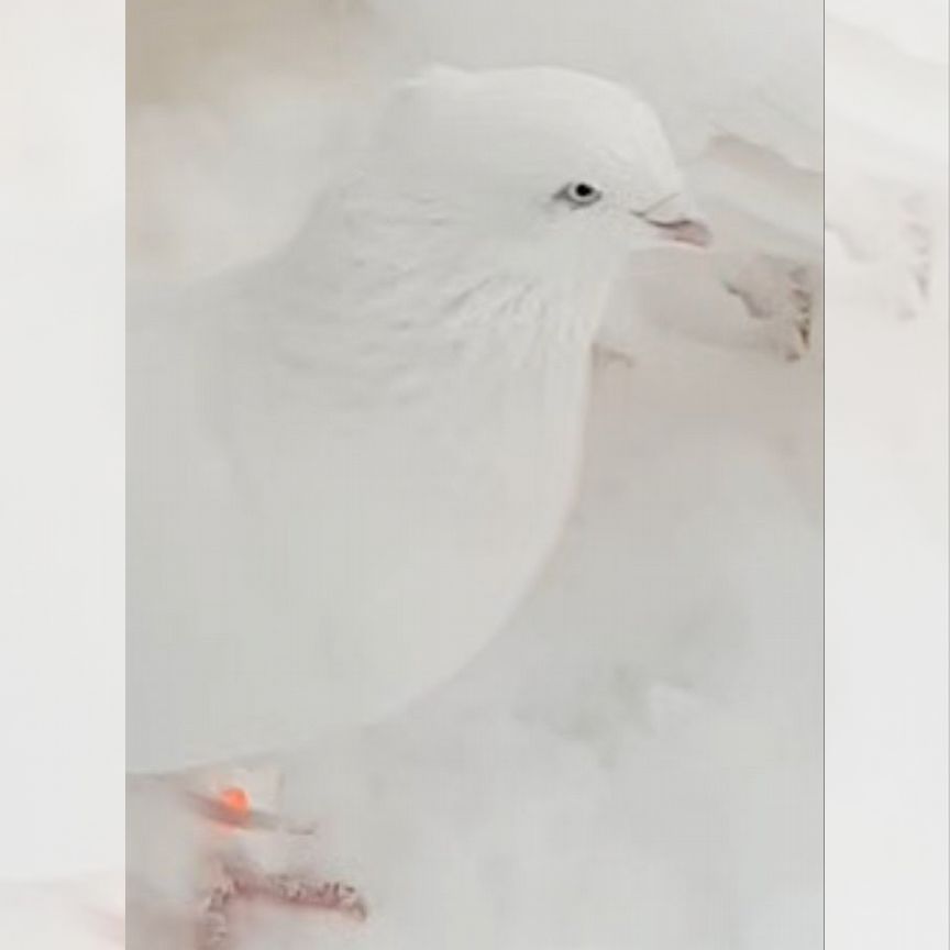 Андижанские голуби