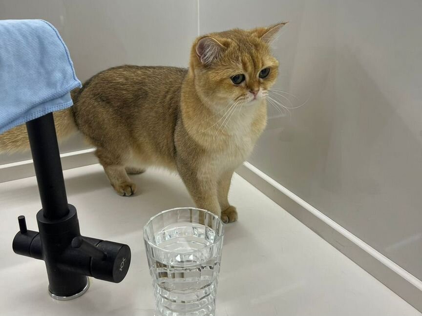 Кошка шотландская золотая шиншилла