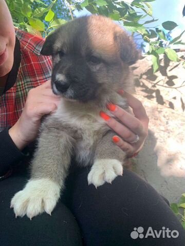 Щенок в добрые руки