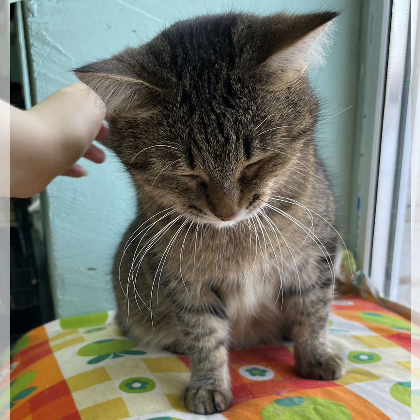 Милейшая кошечка Зина в любящую семью