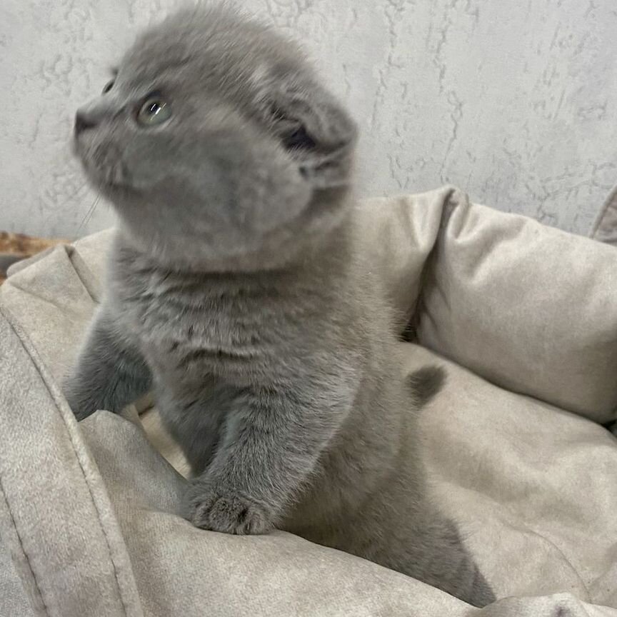 Шотландский вислоухий короткошёрстный котёнок