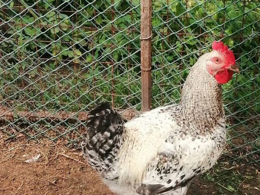 Петушки "Мастер грей"