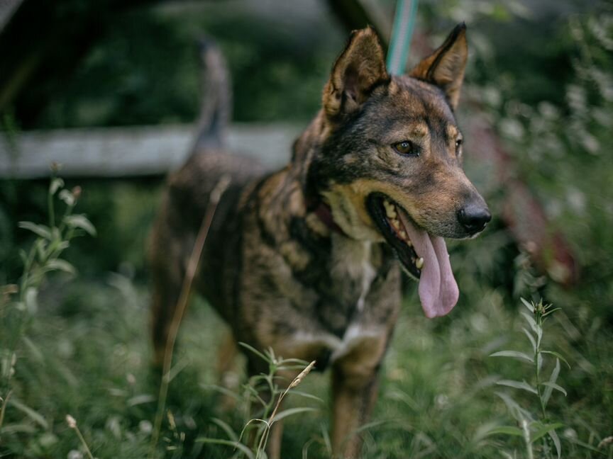 Пëс по кличке Матэмхэйн ищет дом