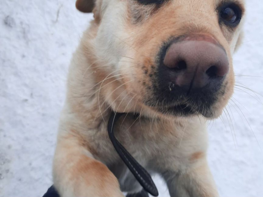 Собака в добрые руки, приют