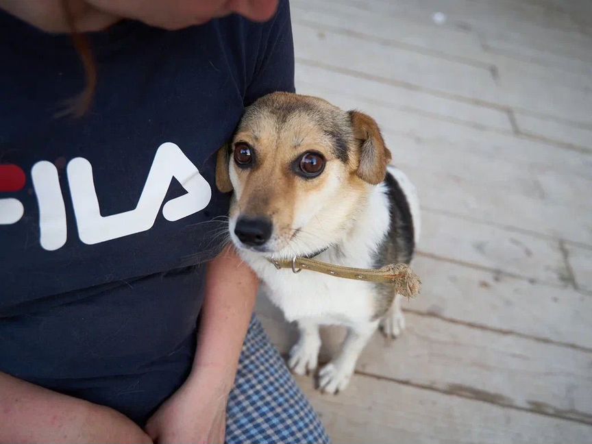 Маленькая собачка Роза 1,5 года ищет дом