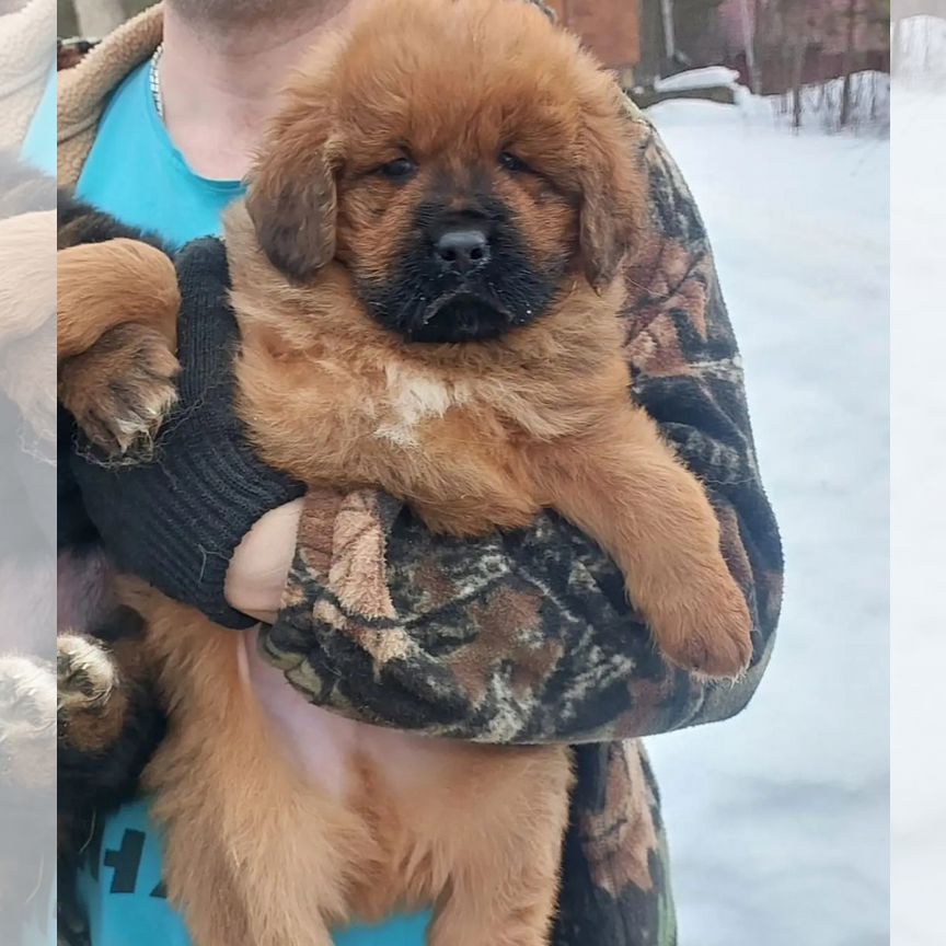 Тибетский мастиф, щенок