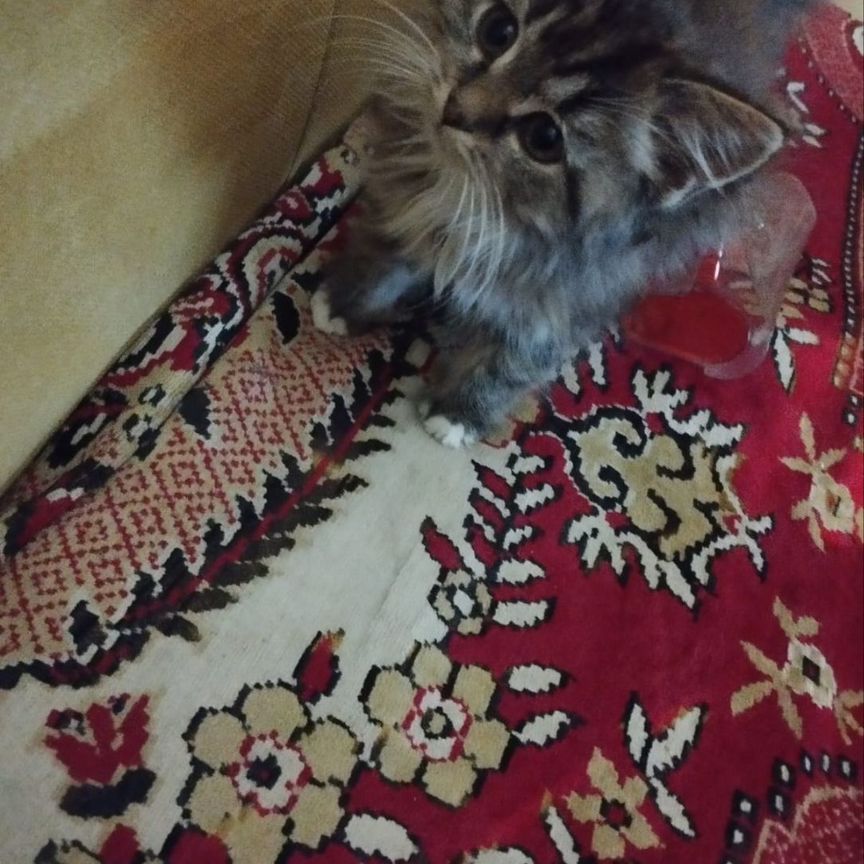 Маленький котёнок ищет дом