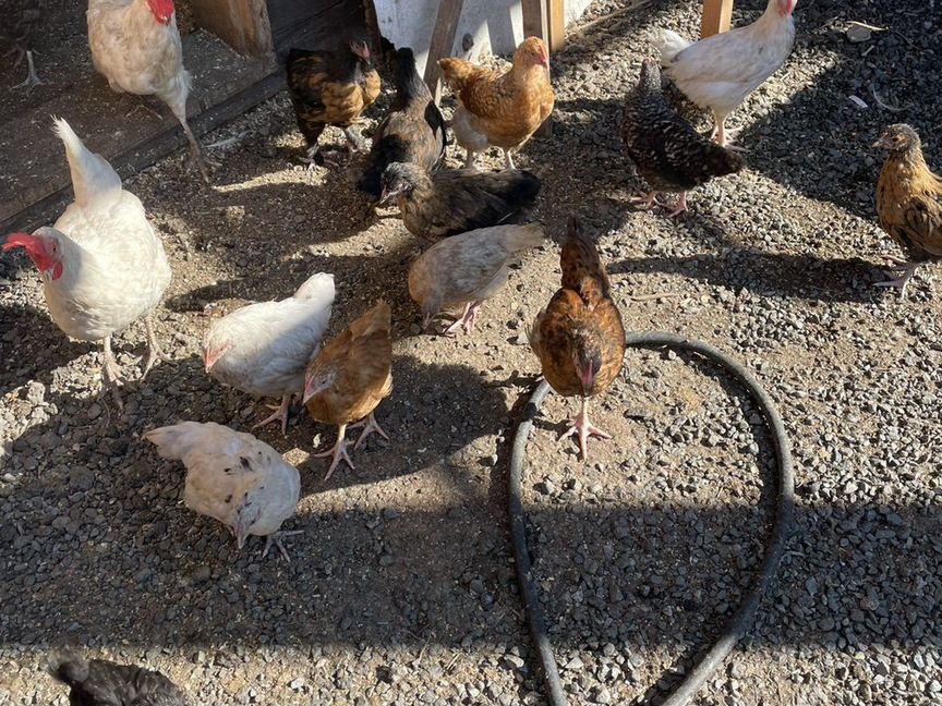 Цыплята кур несушек