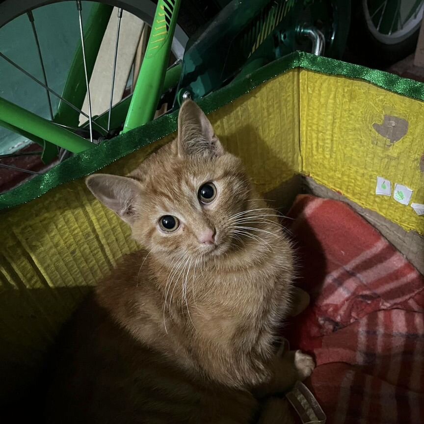 Котята в добрые руки