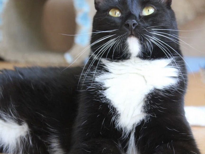 Мадам с независимым характером, кошка Ромашка