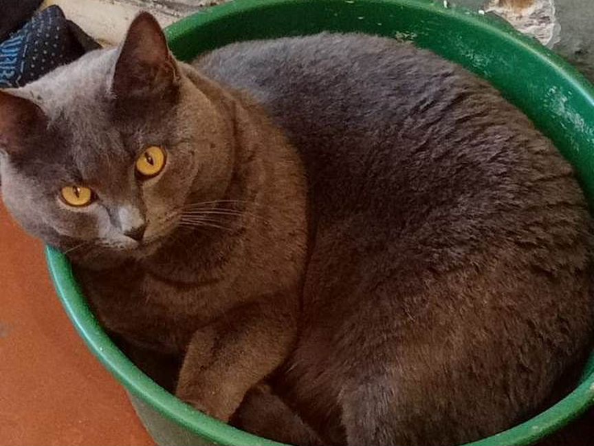 Котик в самые-самые добрые руки
